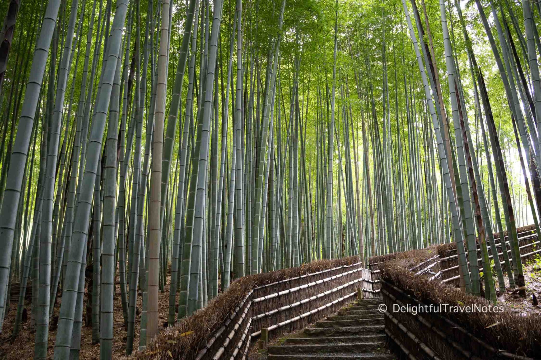 Bamboo Groves to Visit in Kyoto (and Alternatives to Arashiyama Bamboo ...